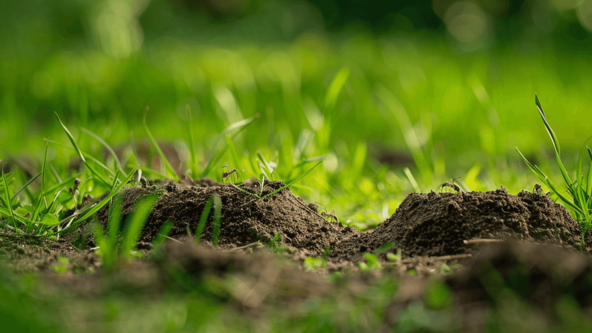 5 Ways to Get Rid of Ants in Your Lawn WITHOUT Killing Turf